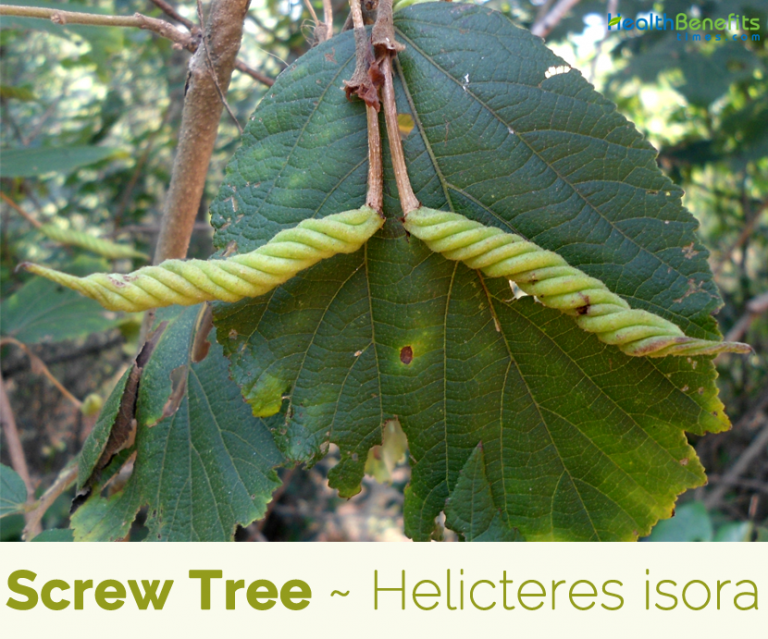 Screw-Tree-benefits-and-uses | Health Benefits