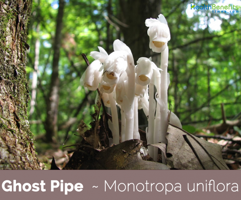 Ghost Pipe facts and uses - Health Benefits