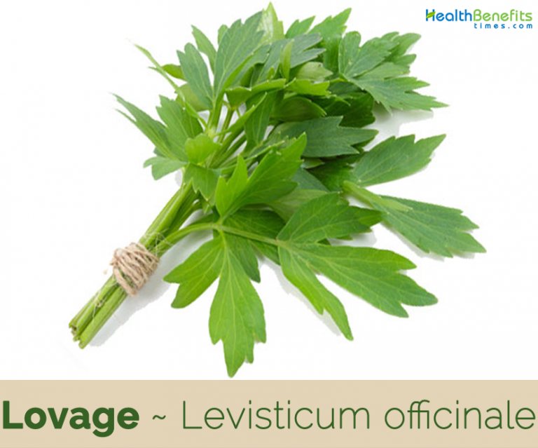 Health benefits of Lovage - Health Benefits