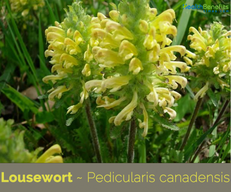 Facts and benefits of Lousewort (Pedicularis) - Health Benefits