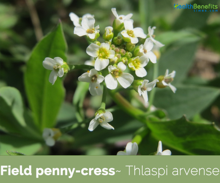 Field penny-cress health benefits - Health Benefits