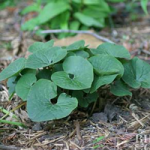 Facts and benefits of Wild Ginger - Health Benefits