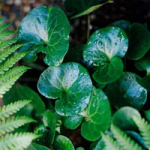 Facts and benefits of Wild Ginger - Health Benefits