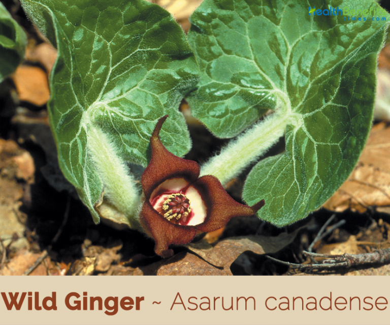 Facts and benefits of Wild Ginger - Health Benefits