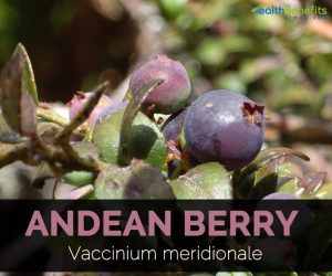 Andean Berry - Vaccinium meridionale Swartz - Health Benefits