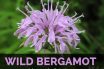 Wild Geranium facts and health benefits