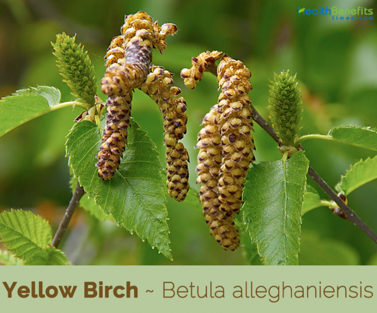 Facts about Yellow Birch - Health Benefits