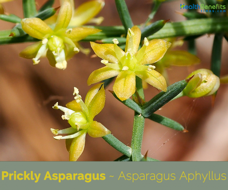 Facts about Prickly Asparagus - Health Benefits