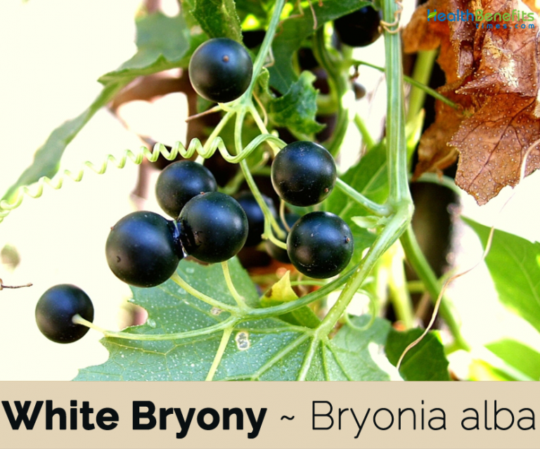 Facts about White Bryony - Health Benefits
