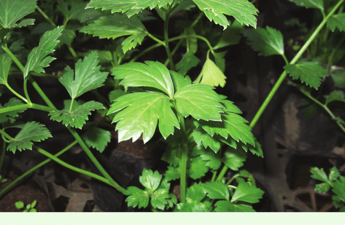 Wild Celery Leaves