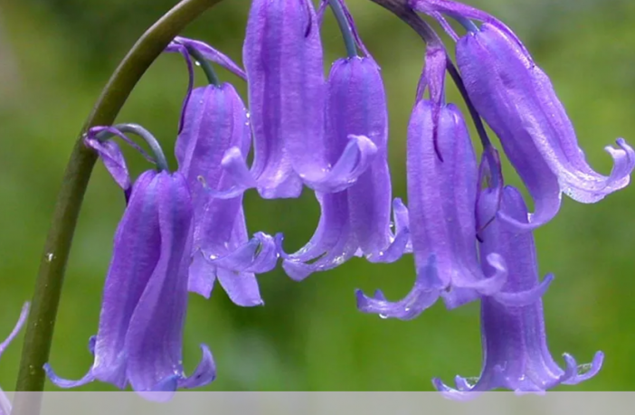 Royal Bluebell Flower Facts | Best Flower Site