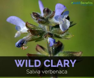 Information about Wild Clary - Health Benefits