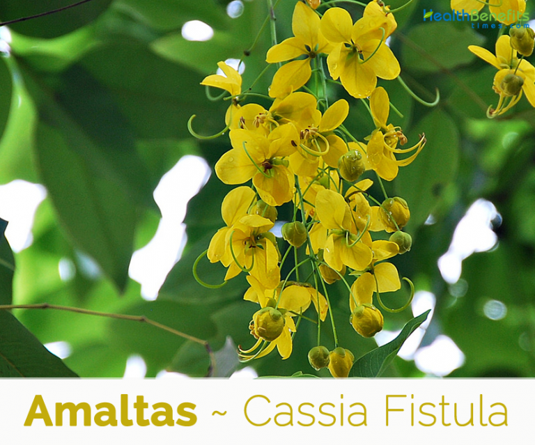 Health benefits of Amaltas - Health Benefits