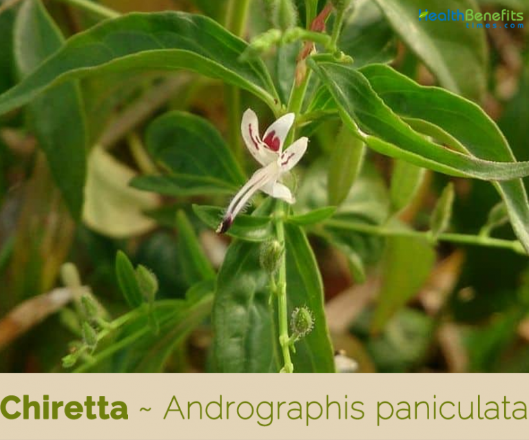 Health benefits of Chiretta - Health Benefits