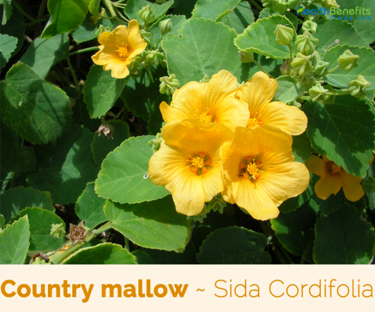 Health benefits of Country Mallow - Health Benefits