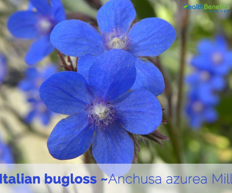Health benefits of Italian bugloss - Health Benefits