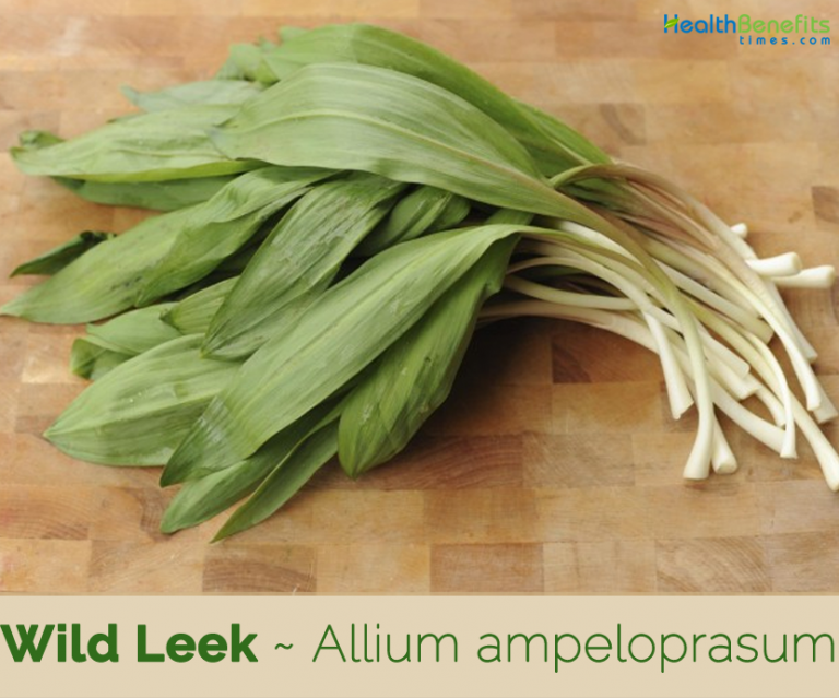 Health benefits of Wild Leek - Health Benefits