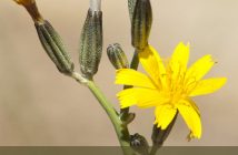 19 Top health benefits of Alum| HB times