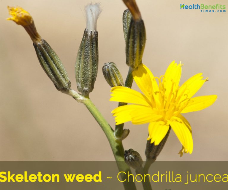 Facts about Skeleton weed - Health Benefits