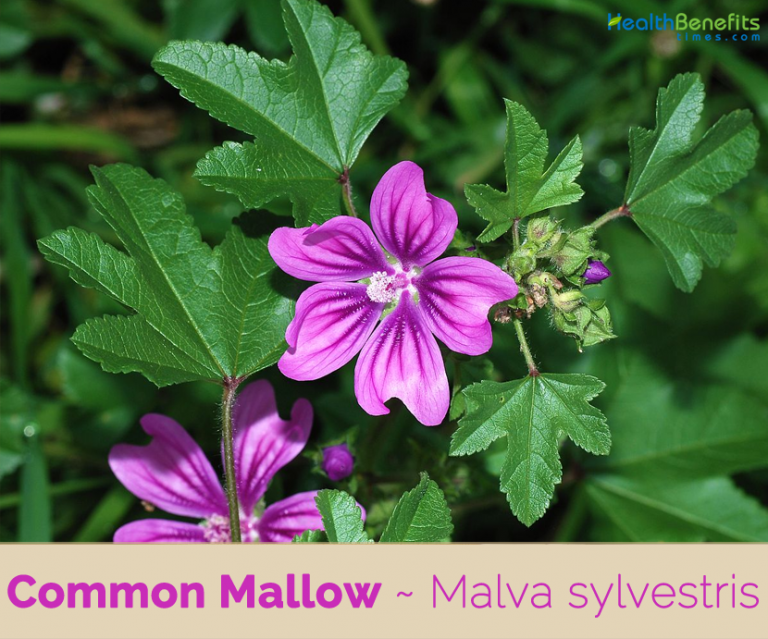 Health benefits of Common Mallow - Health Benefits