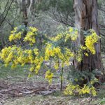 Facts about Silver Wattle - Health Benefits