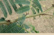 Chrysanthemum facts and health benefits