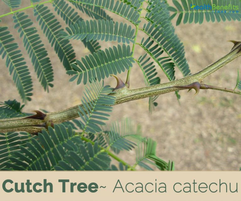 Facts about Cutch Tree - Health Benefits