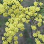 Facts about Silver Wattle - Health Benefits