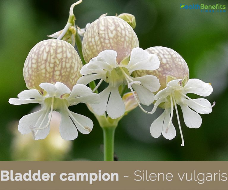 Facts about Bladder campion - Health Benefits