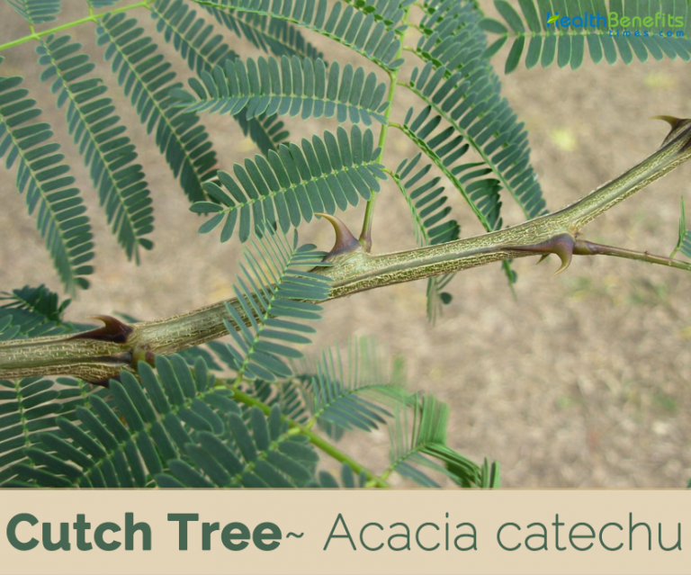 Facts-about-Cutch-Tree | Health Benefits