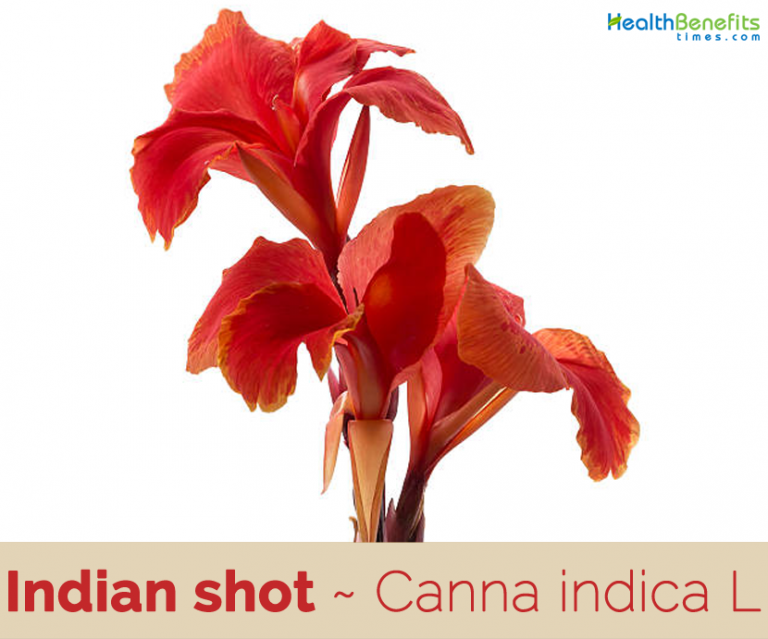 Facts about Indian Shot - Health Benefits
