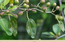 Lupin Bean facts and health benefits