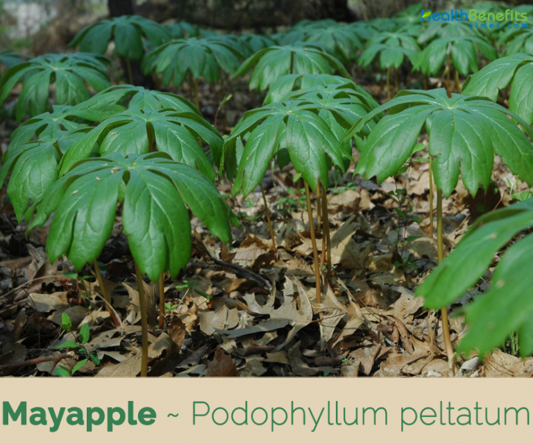 Facts about Mayapple - Health Benefits