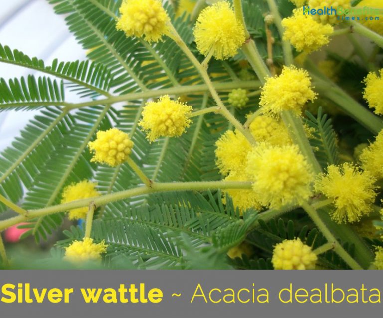 Facts about Silver Wattle - Health Benefits