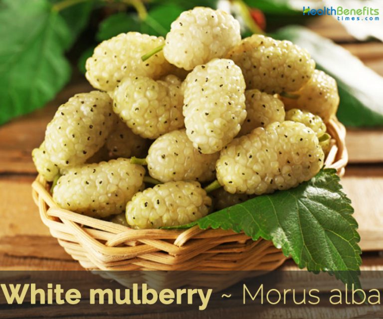 Health benefits of White Mulberry - Health Benefits