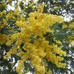 Facts about Silver Wattle - Health Benefits