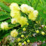 Facts about Silver Wattle - Health Benefits