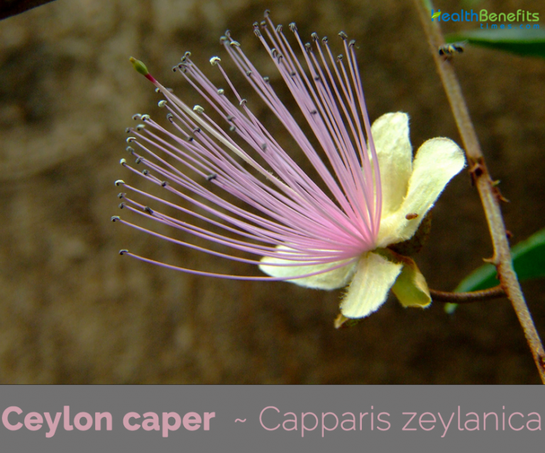Facts about Ceylon Caper - Health Benefits