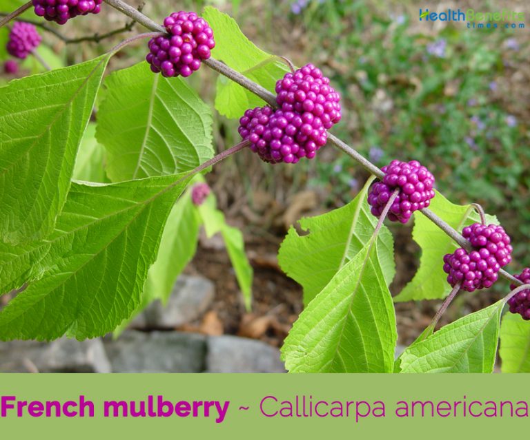 Facts about French Mulberry - Health Benefits