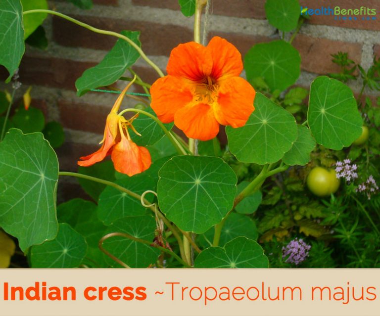 Health benefits of Indian Cress - Health Benefits