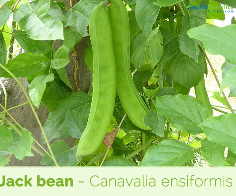 Health benefits of Jack Beans - Health Benefits