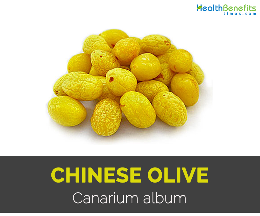 Chinese Olive Facts Health Benefits And Nutritional Value Chinese Olive Facts Health Benefits And Nutritional Value