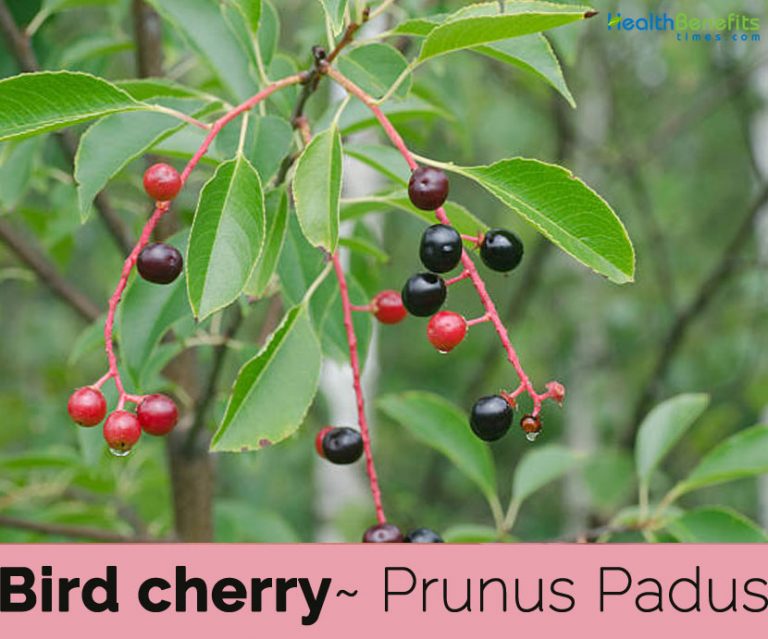 Facts about Bird cherry - Health Benefits