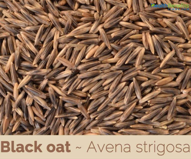 Facts about Black Oats - Health Benefits