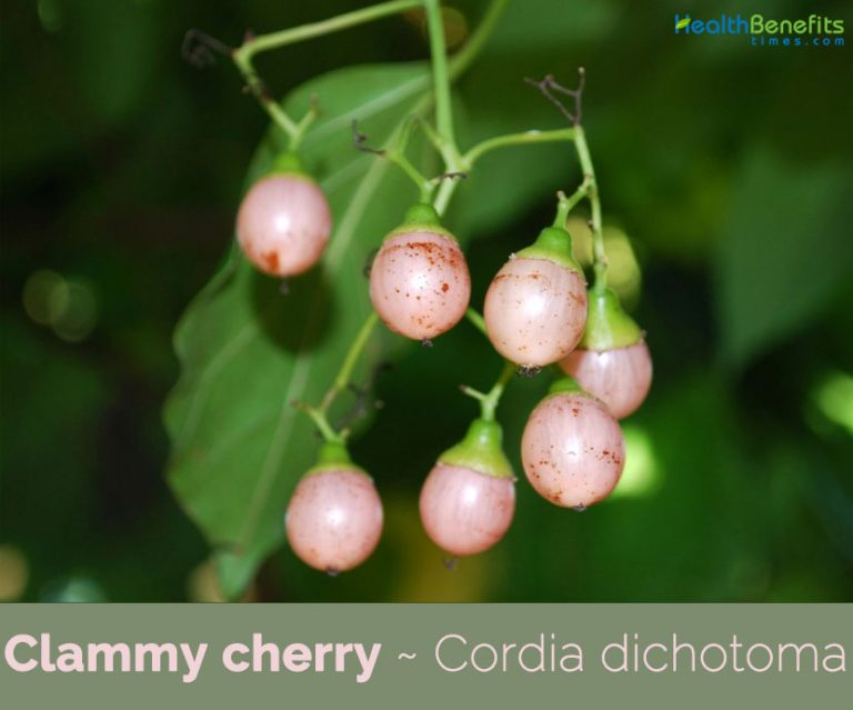 Facts about Clammy Cherry - Health Benefits