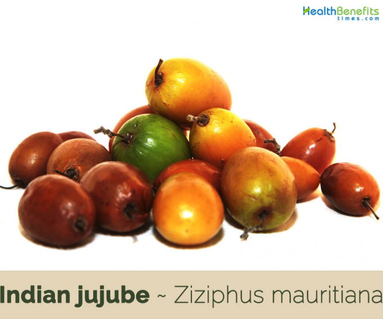 Health benefits of Indian jujube - Health Benefits