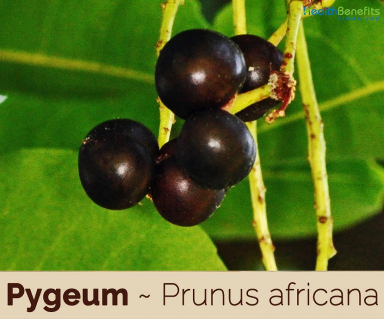 Health benefits of Pygeum - Health Benefits