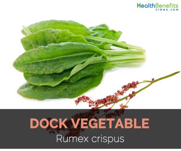 What is Dock vegetable? - Health Benefits