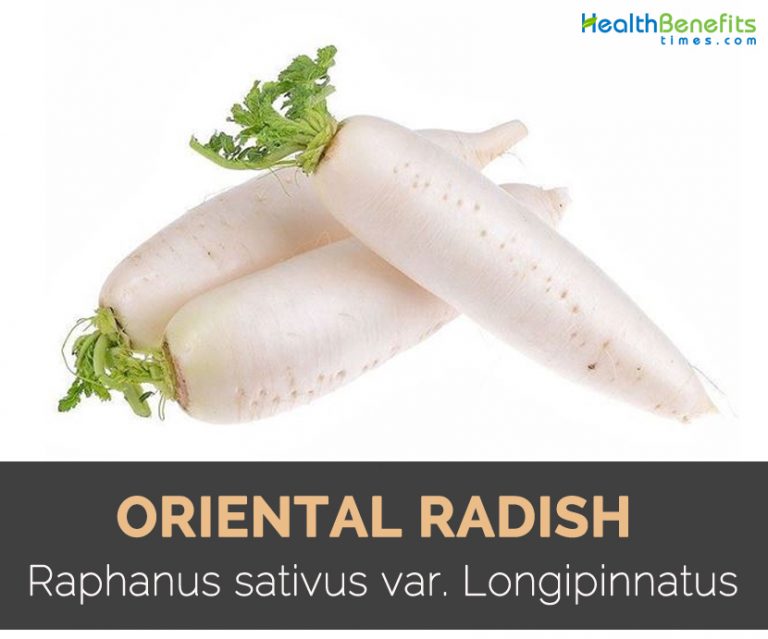 Oriental Radish facts and nutrition - Health Benefits