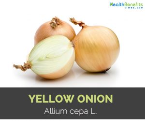 Yellow Onions nutrition and facts - Health Benefits